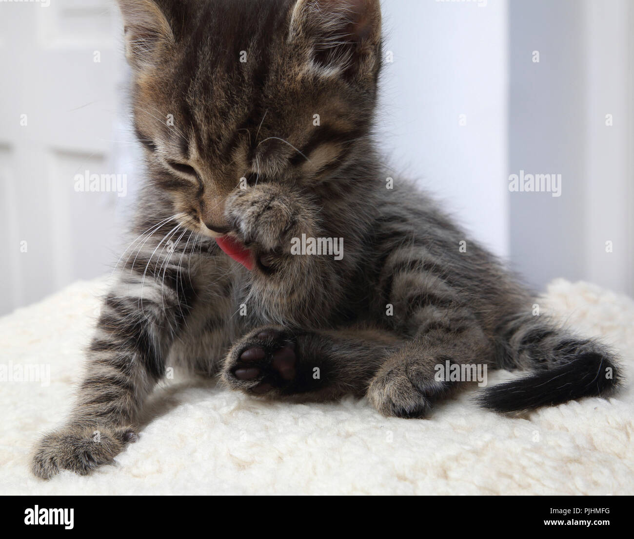 Seven Week Old Tabby Kitten Washing Face Stock Photo - Alamy