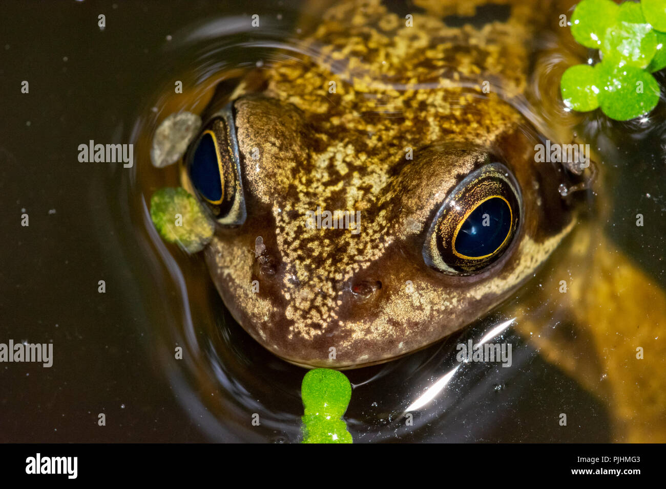 Common Frog,in garden pond, Alsager, Cheshire, UK Stock Photo - Alamy