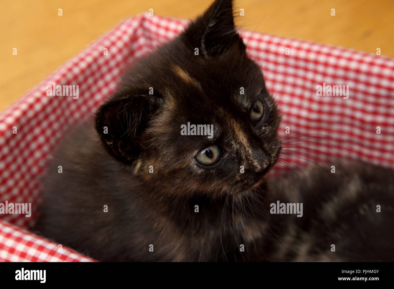 Portrait of Ten Week old Tortoiseshell Kitten in Basket Stock Photo - Alamy
