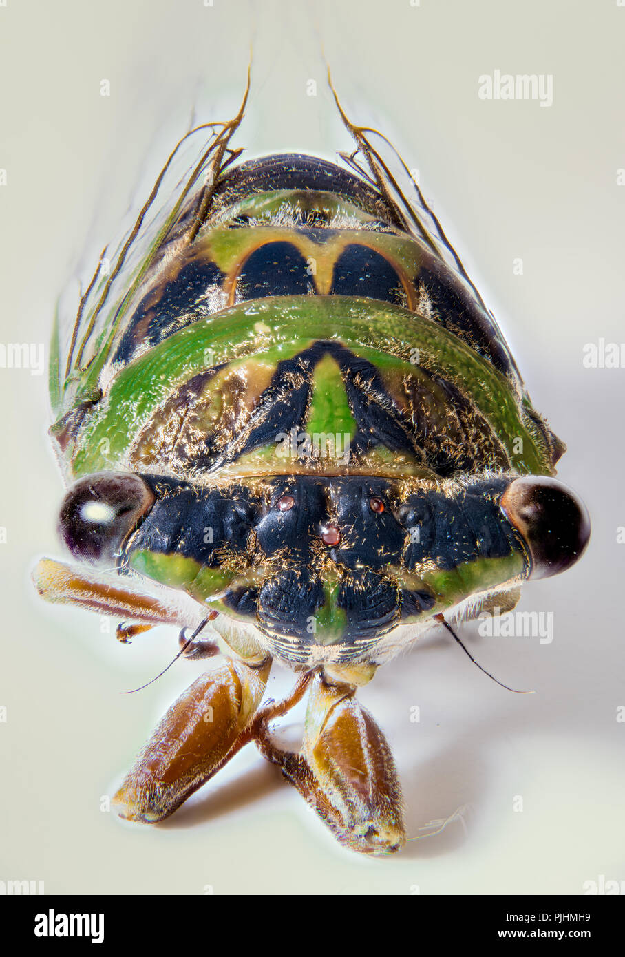 Close up macro photograph of a cicada using focus stacking Stock Photo ...