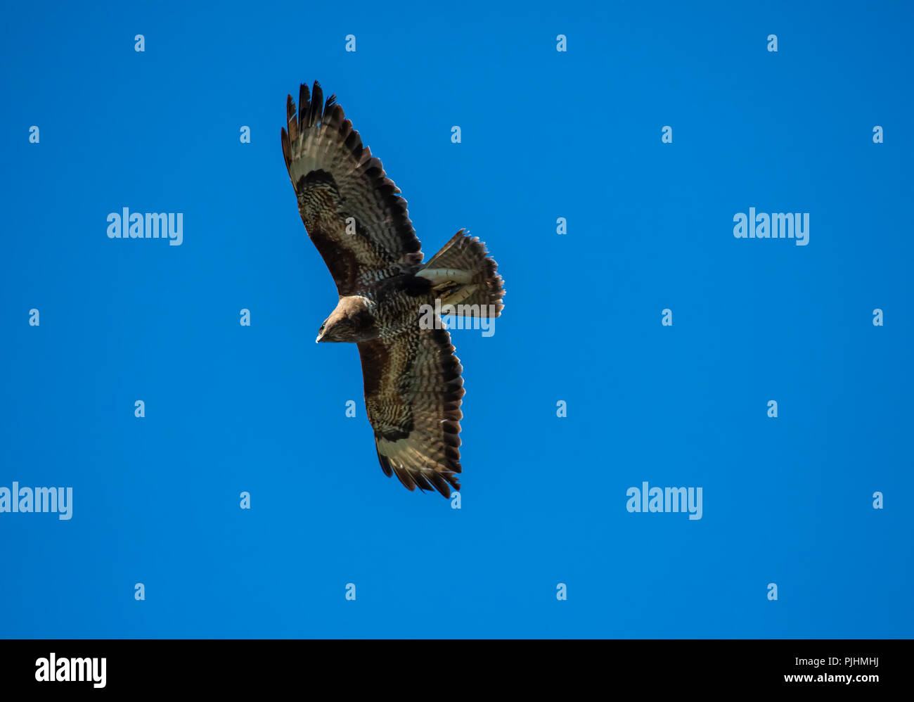 Common buzzard, flying overhead, Alsager, Cheshire, UK Stock Photo - Alamy