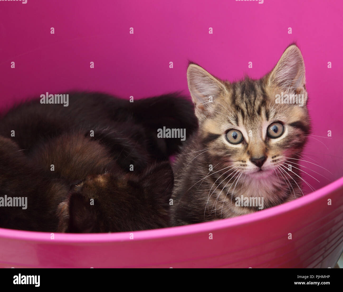 Ten Week Old Kittens Playing in Pink Laundry Basket Stock Photo - Alamy