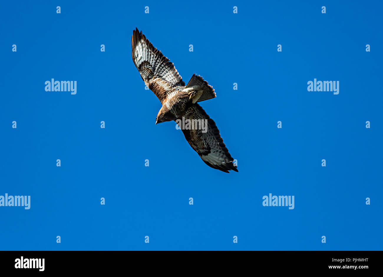 Common buzzard, flying overhead, Alsager, Cheshire, UK Stock Photo - Alamy