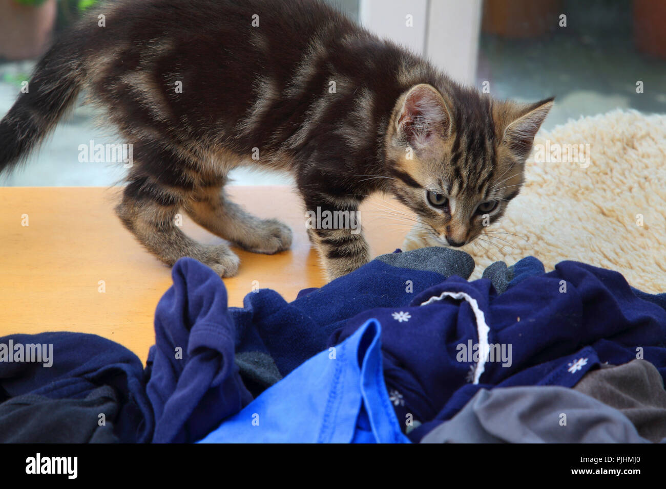 Ten Week old Tabby Kitten With Laundry Stock Photo - Alamy