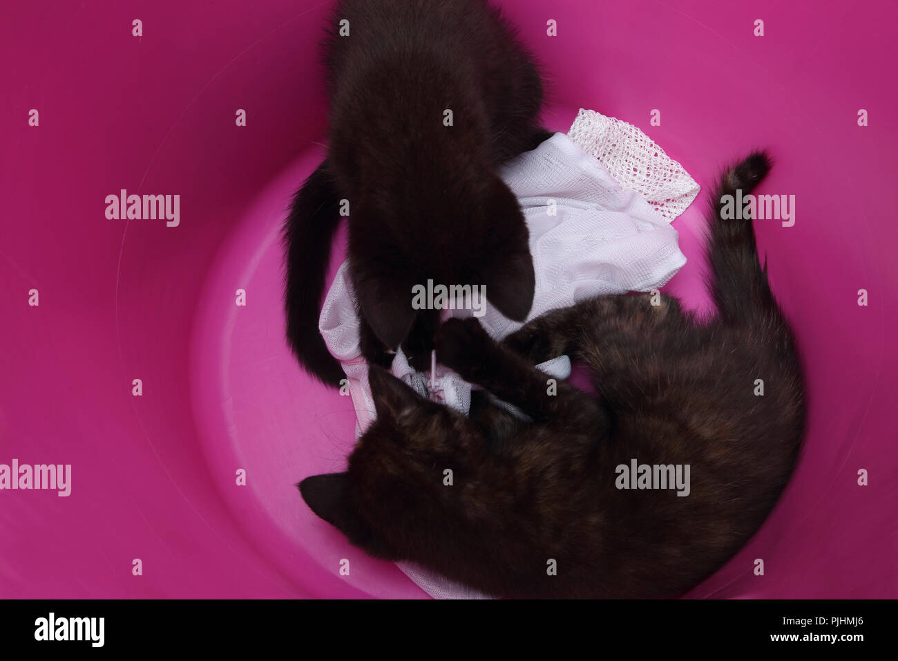 Ten Week Old Kittens Playing in Pink Laundry Basket Stock Photo - Alamy
