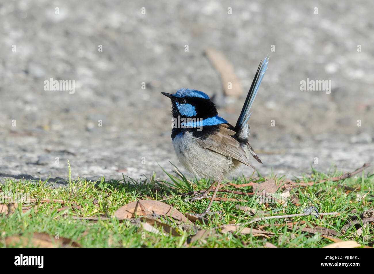 A male superb fairy wren, Tasmania, Australia Stock Photo - Alamy