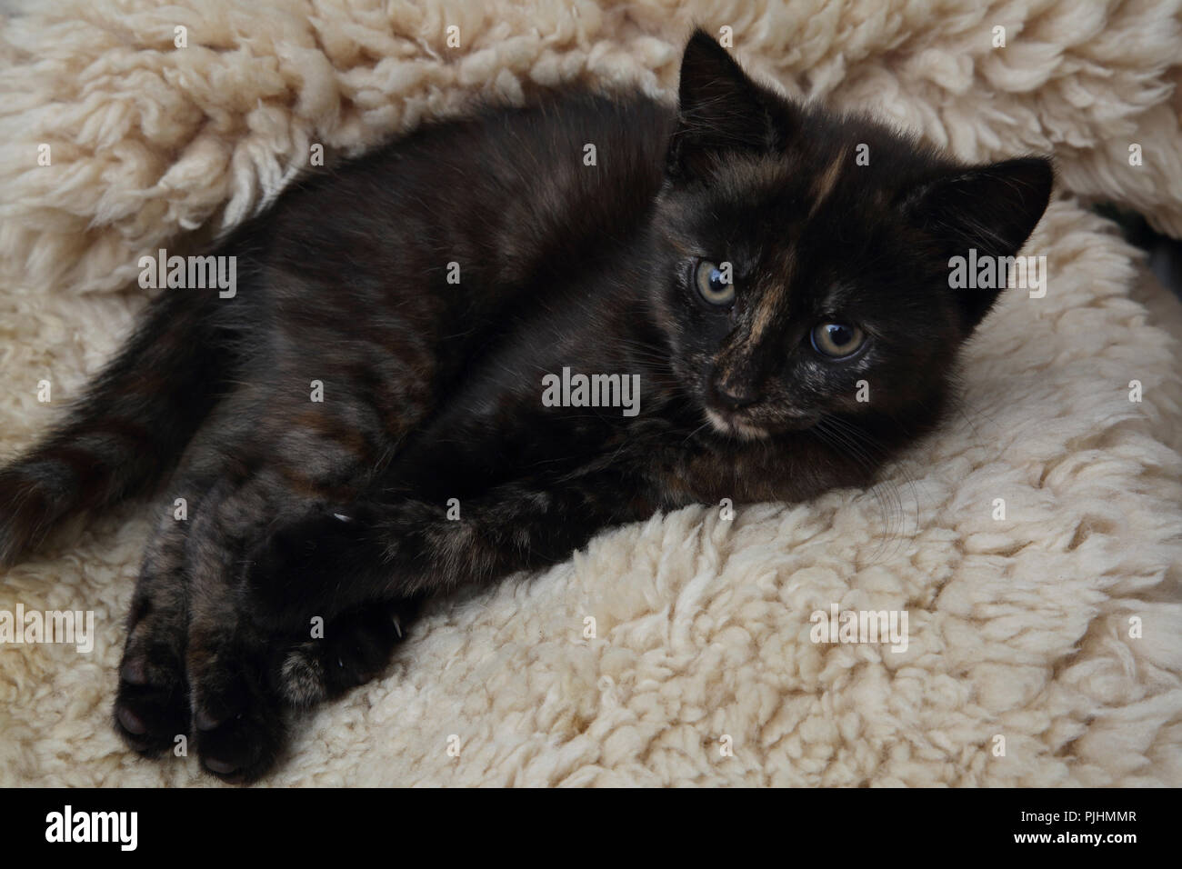 Portrait of Ten Week Old Female Tortoiseshell Kitten Laying on A Fleece ...