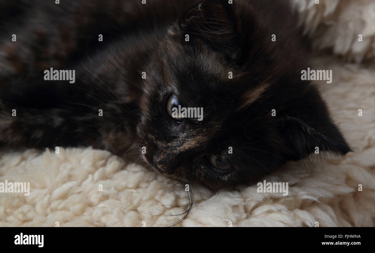 10 Week Old Female Tortoiseshell Kitten Laying on Fleece Stock Photo ...