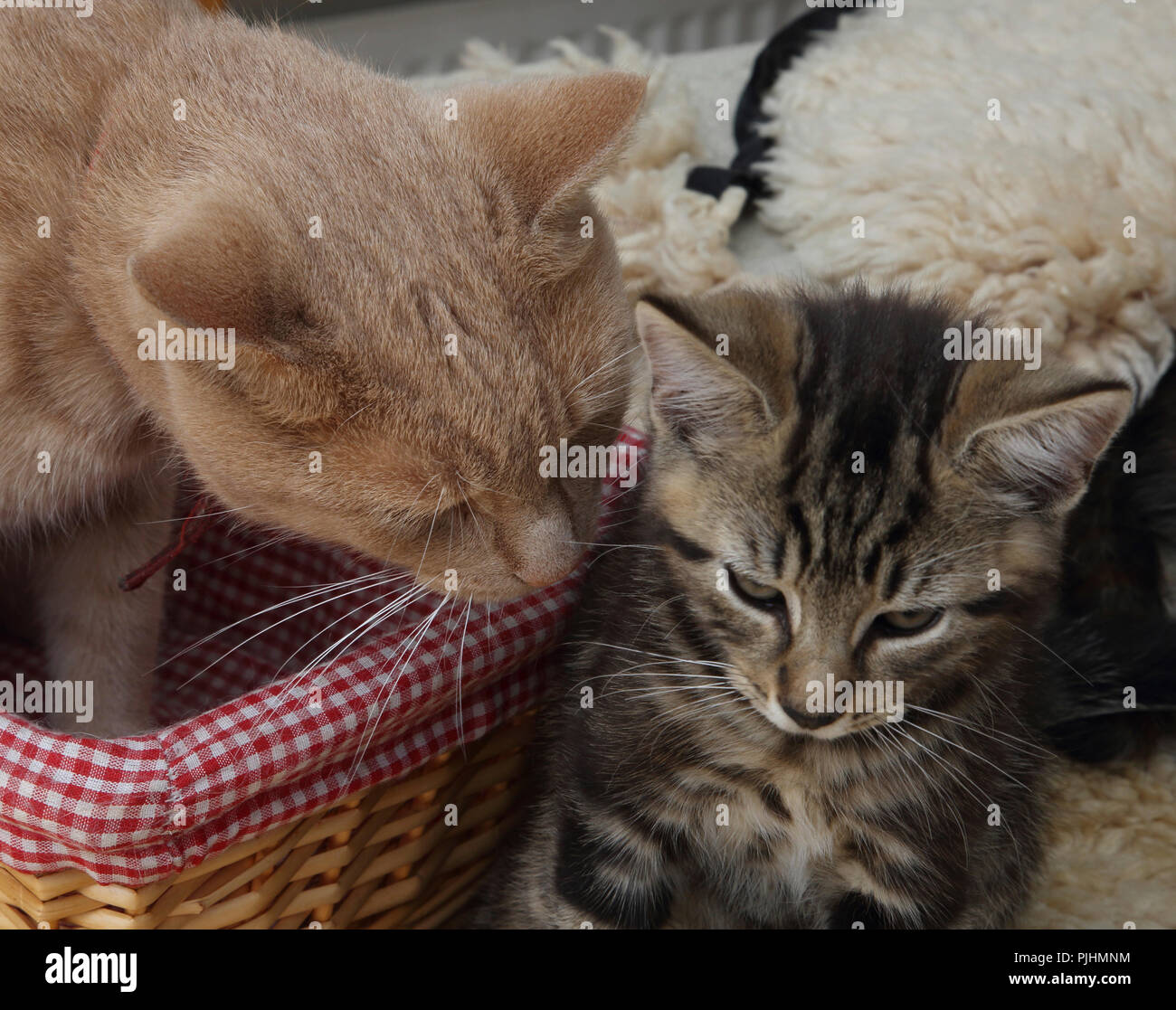 Ginger Tom Cat and Tabby Kitten (Father and Son Stock Photo - Alamy