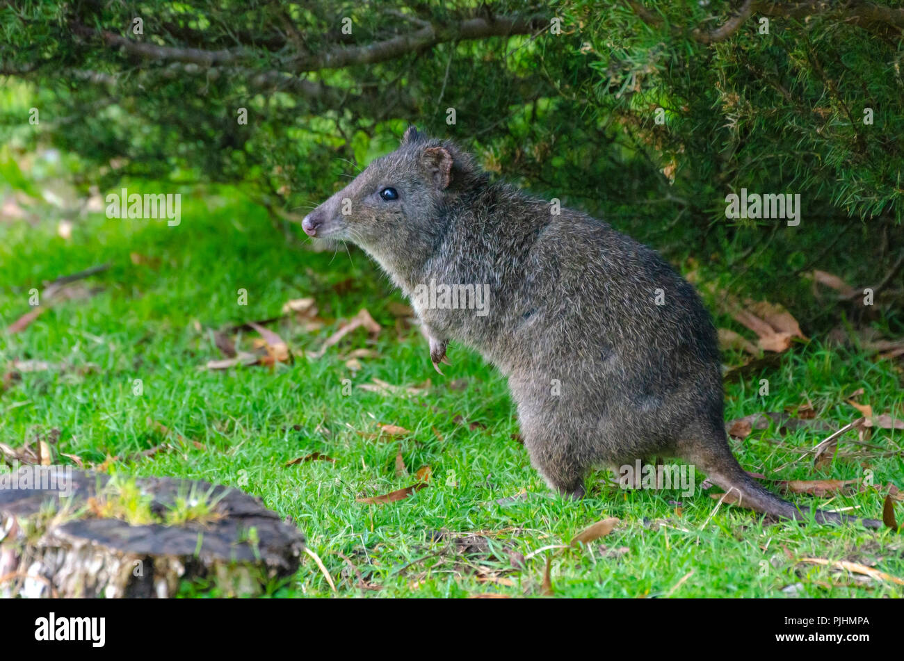 a long nosed potoroo, tasmania, australia Stock Photo - Alamy