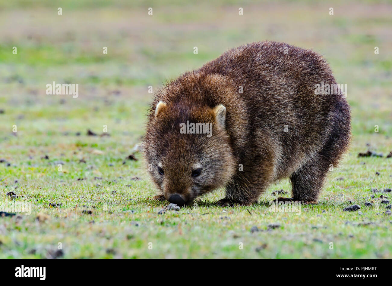 Australian wombats hi-res stock photography and images - Alamy