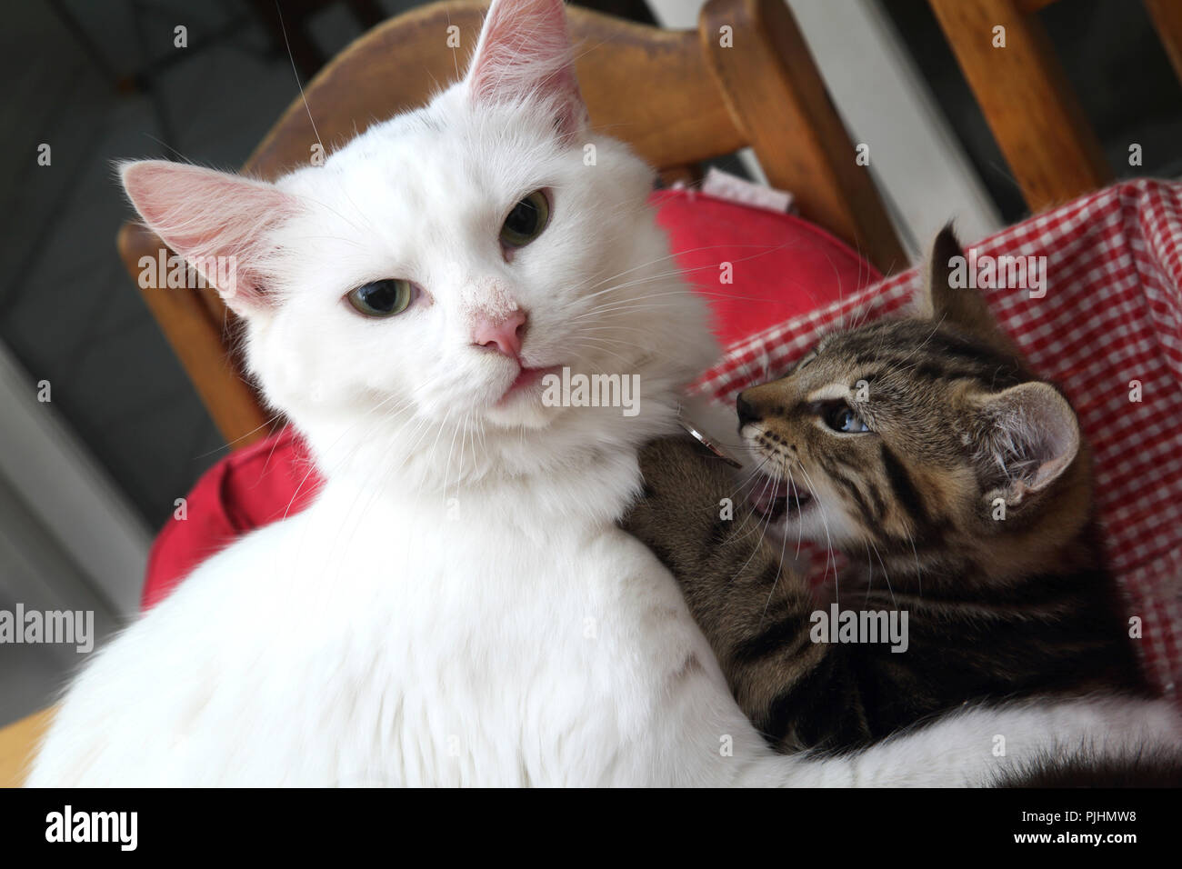 Turkish Angora Mother Cat Playing with Ten Week Old Tabby Kitten ...