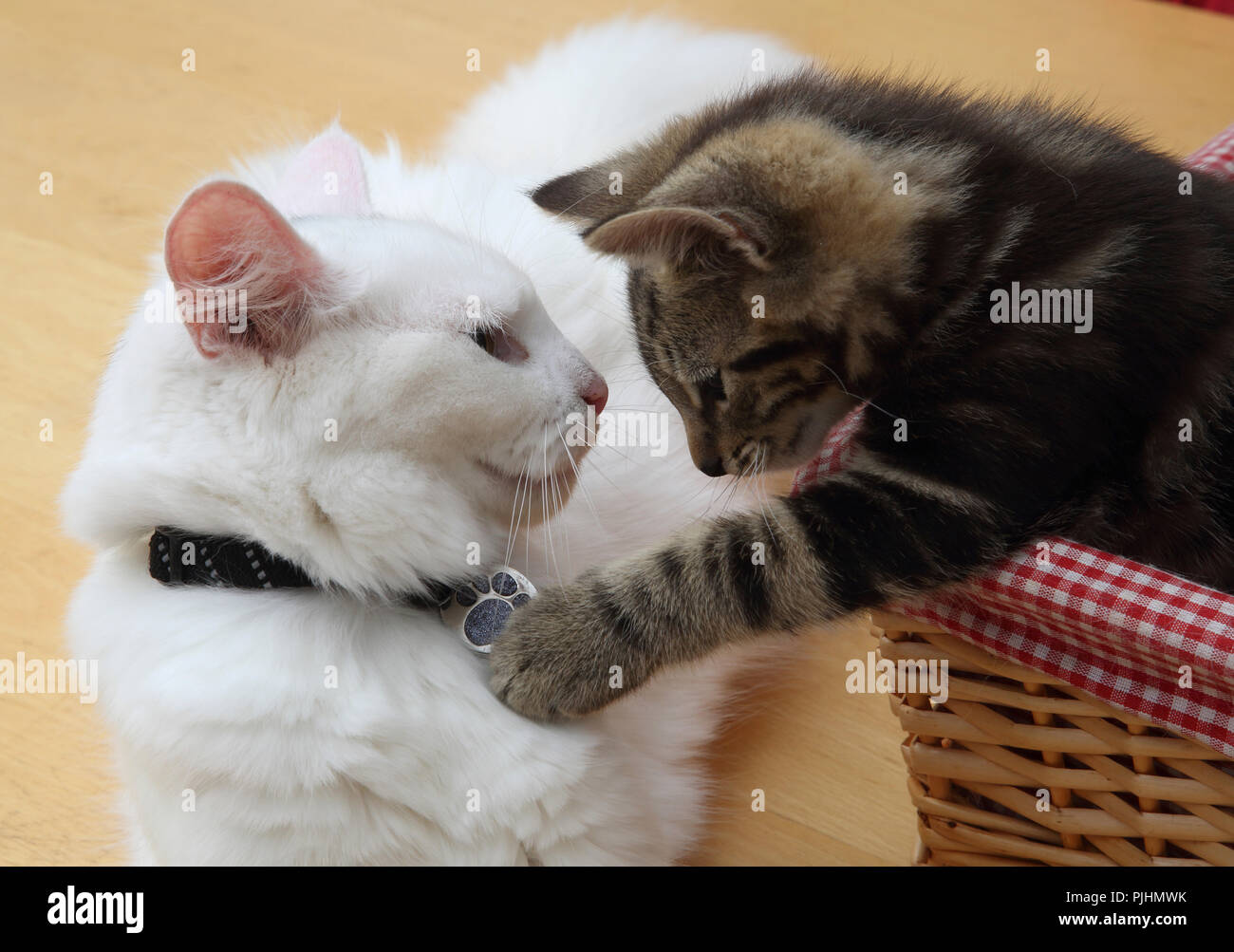 Turkish Angora Mother Cat Playing with Ten Week Old Tabby Kitten Stock ...