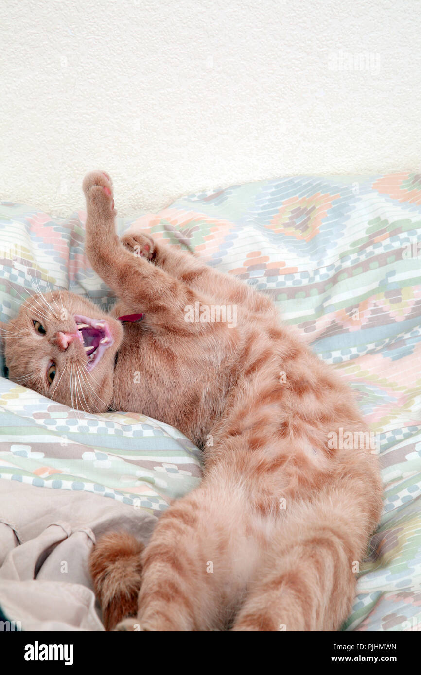 Ginger Tom Cat Laying on Duvet on Bed Yawning Stock Photo - Alamy