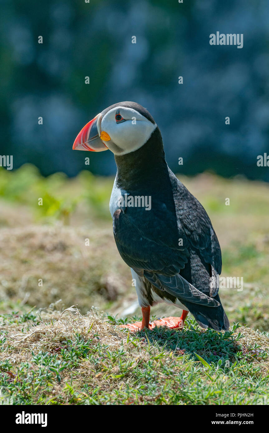 Atlantic puffin on cliffs of Lundy Island, UK Stock Photo - Alamy
