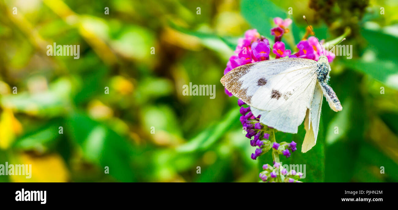 Butterfly zoomed in hi-res stock photography and images - Alamy