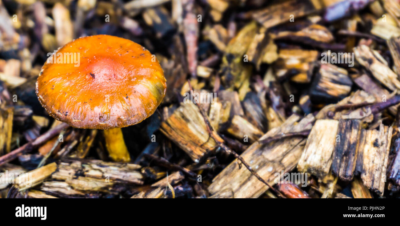 Round mushroom cap hi-res stock photography and images - Alamy