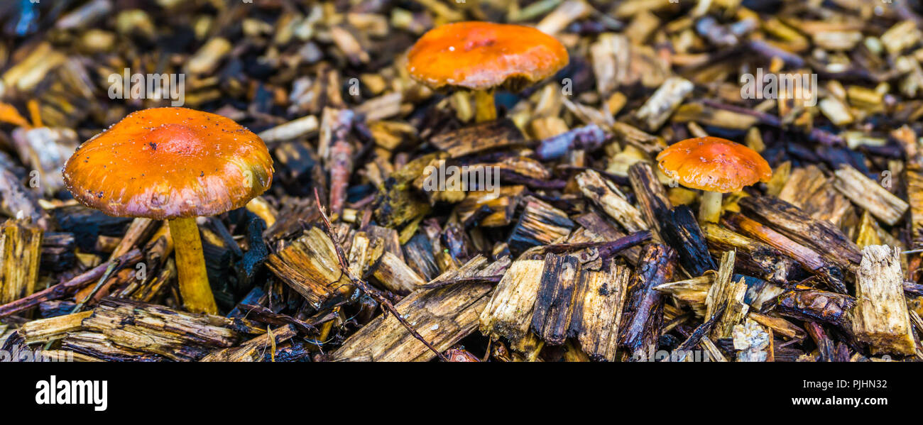 Round Mushroom Cap High Resolution Stock Photography and Images - Alamy
