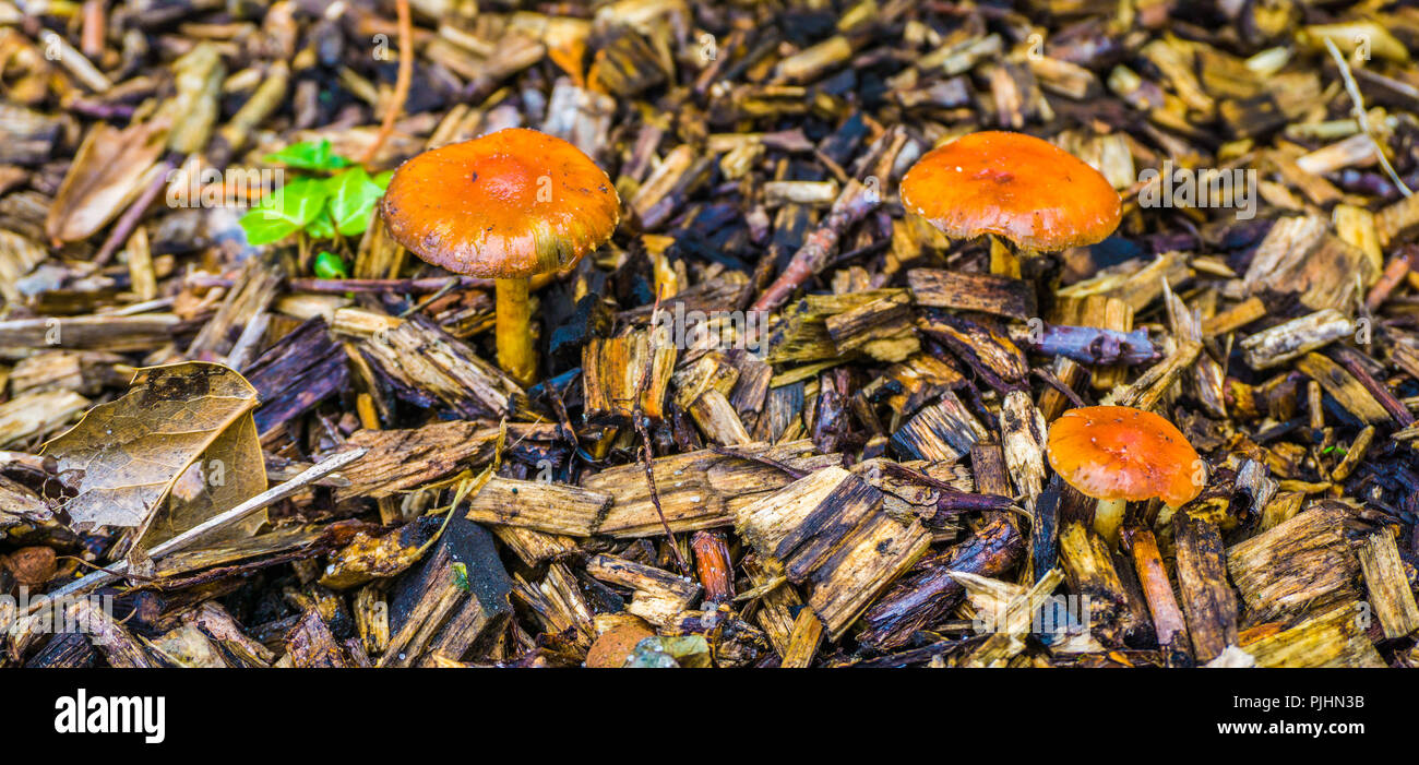 White and brown round fungi hi-res stock photography and images - Alamy