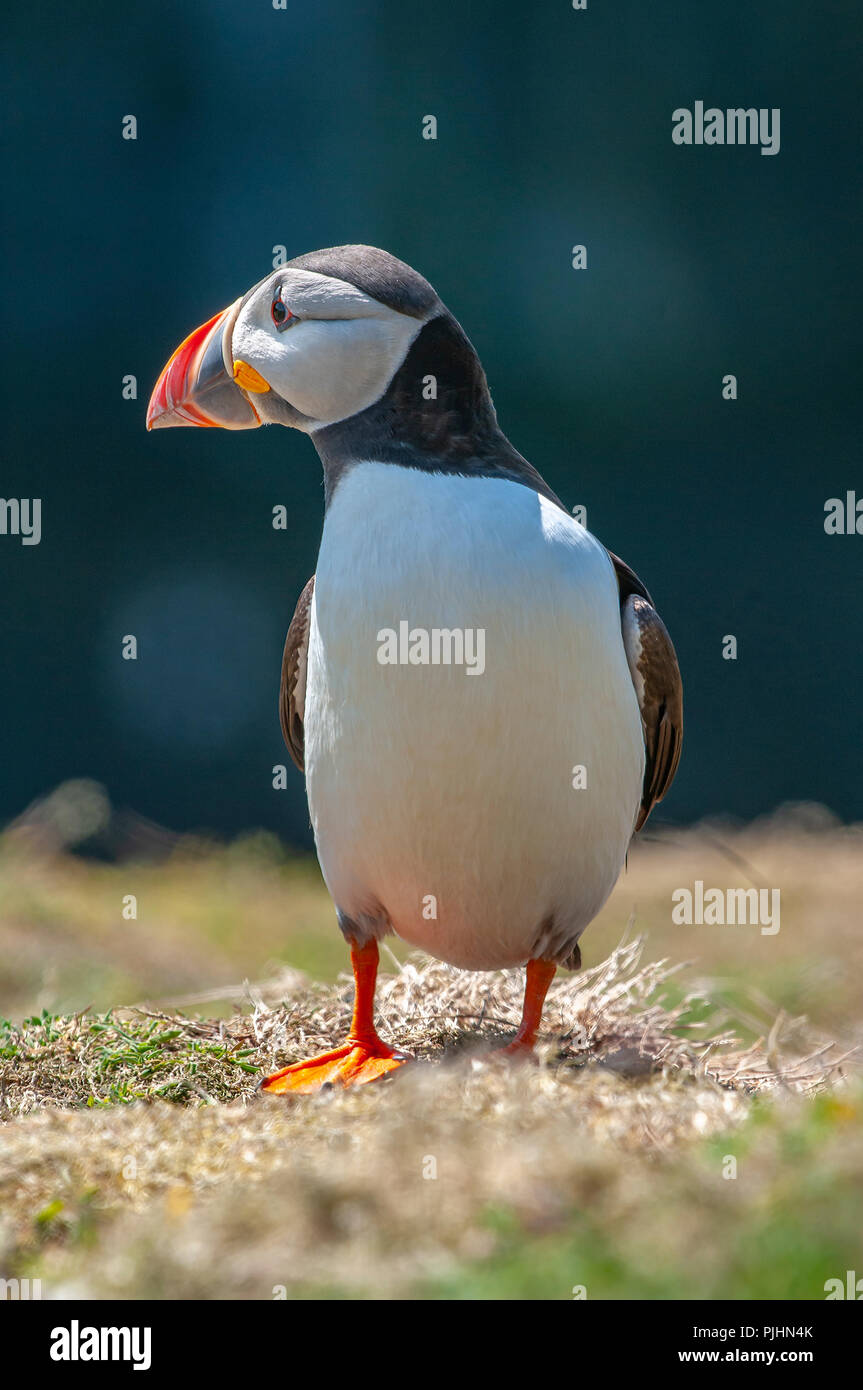 Lundy puffin hi-res stock photography and images - Alamy