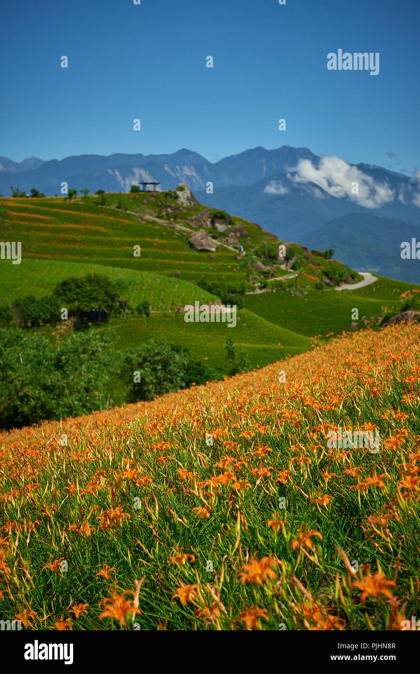 Lilies of the field hi-res stock photography and images - Alamy