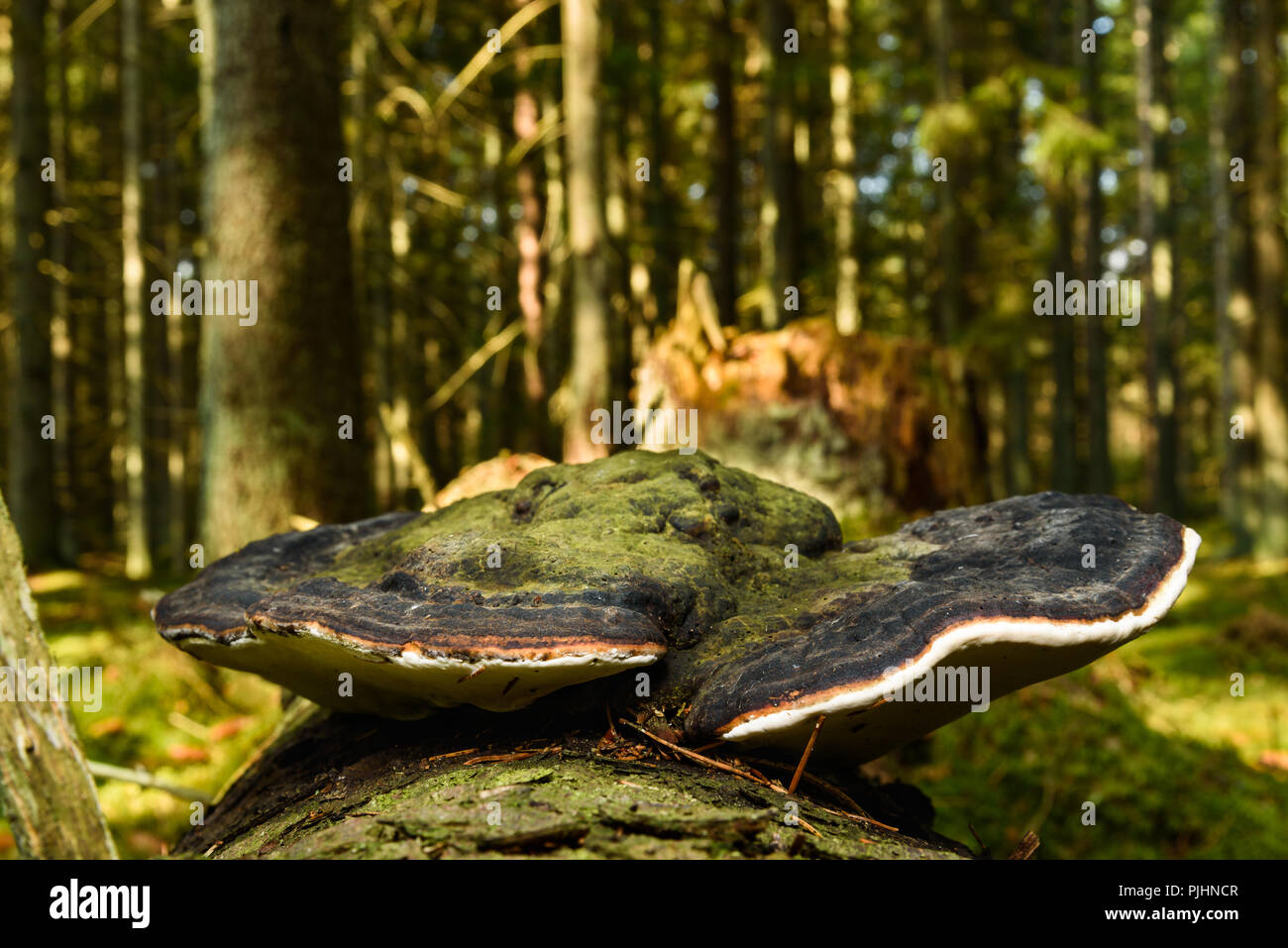 Red belt conk (Fomitopsis pinicola) growing on dead spruce tree Stock ...