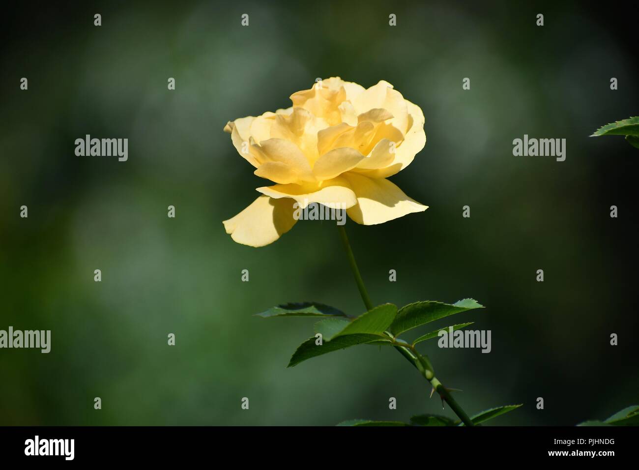 one stem yellow rose Stock Photo - Alamy