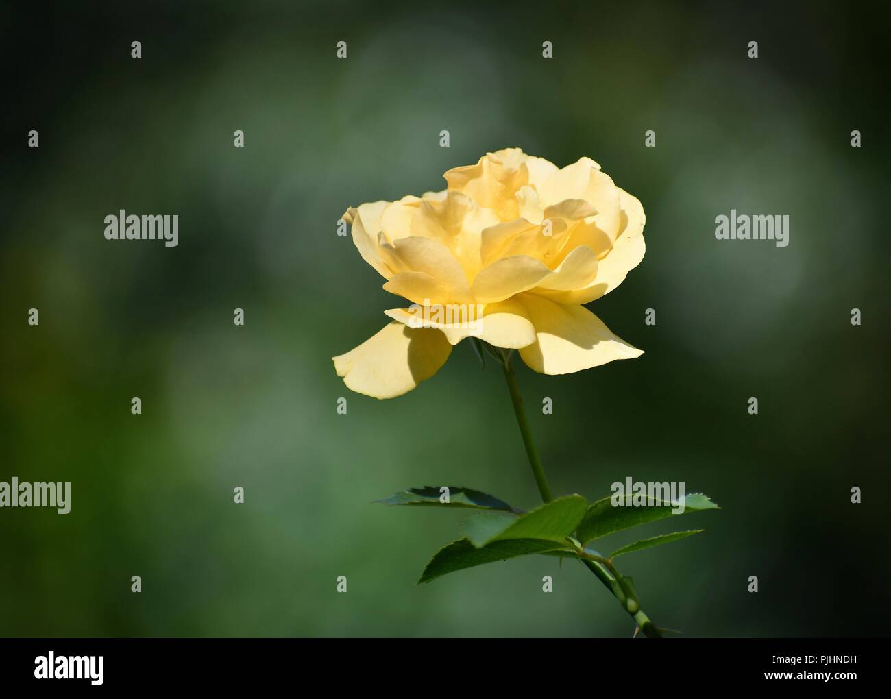 one stem yellow rose Stock Photo - Alamy