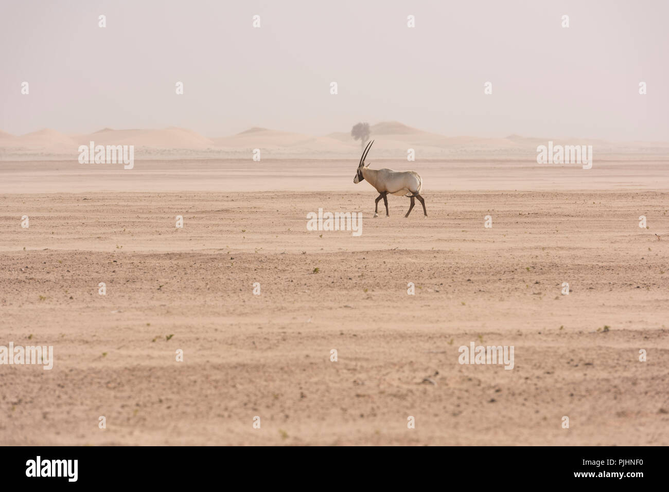 An Arabian oryx striding through the Dubai Desert amidst a sandstorm ...