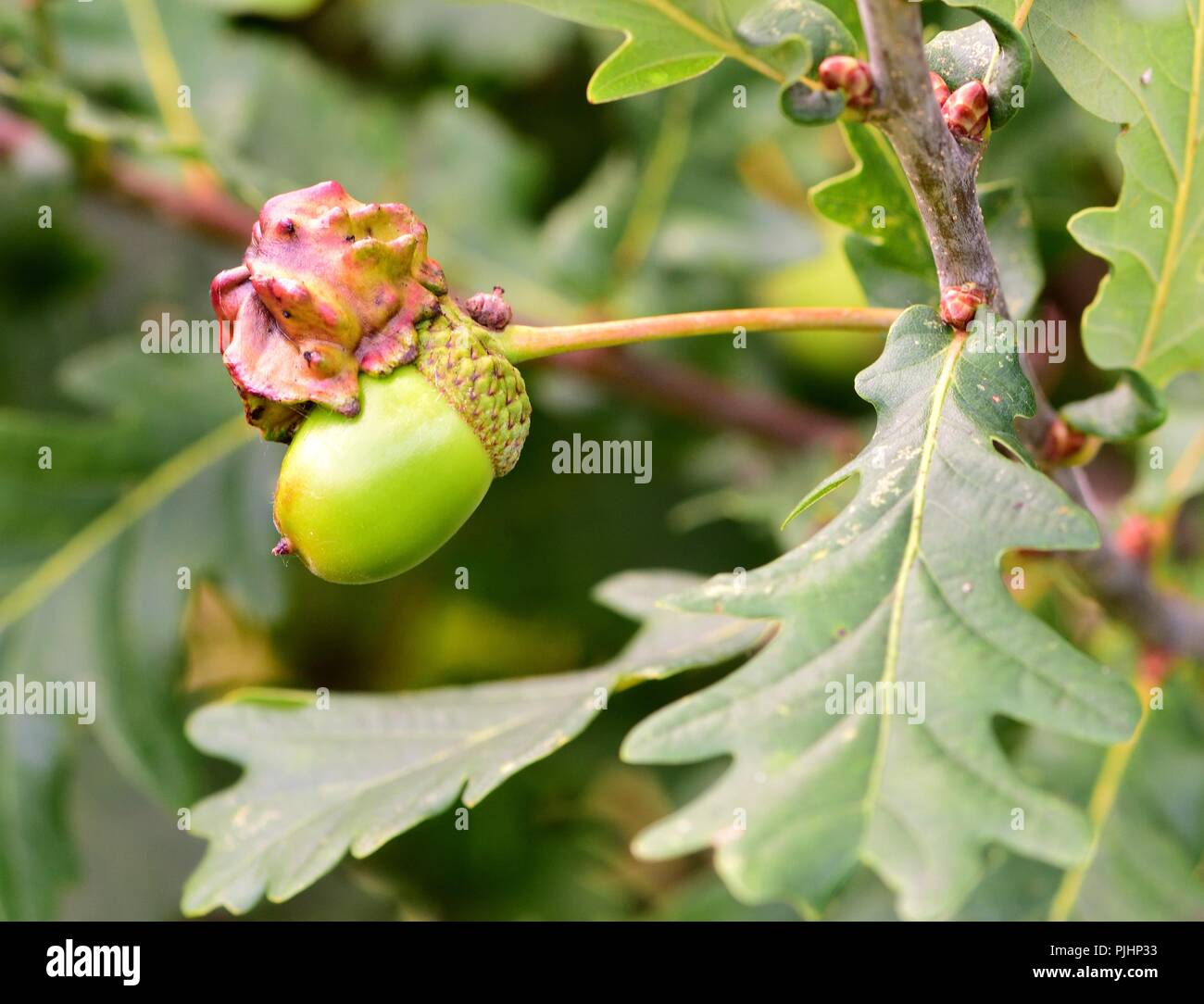 Knopper gall wasp hi-res stock photography and images - Alamy
