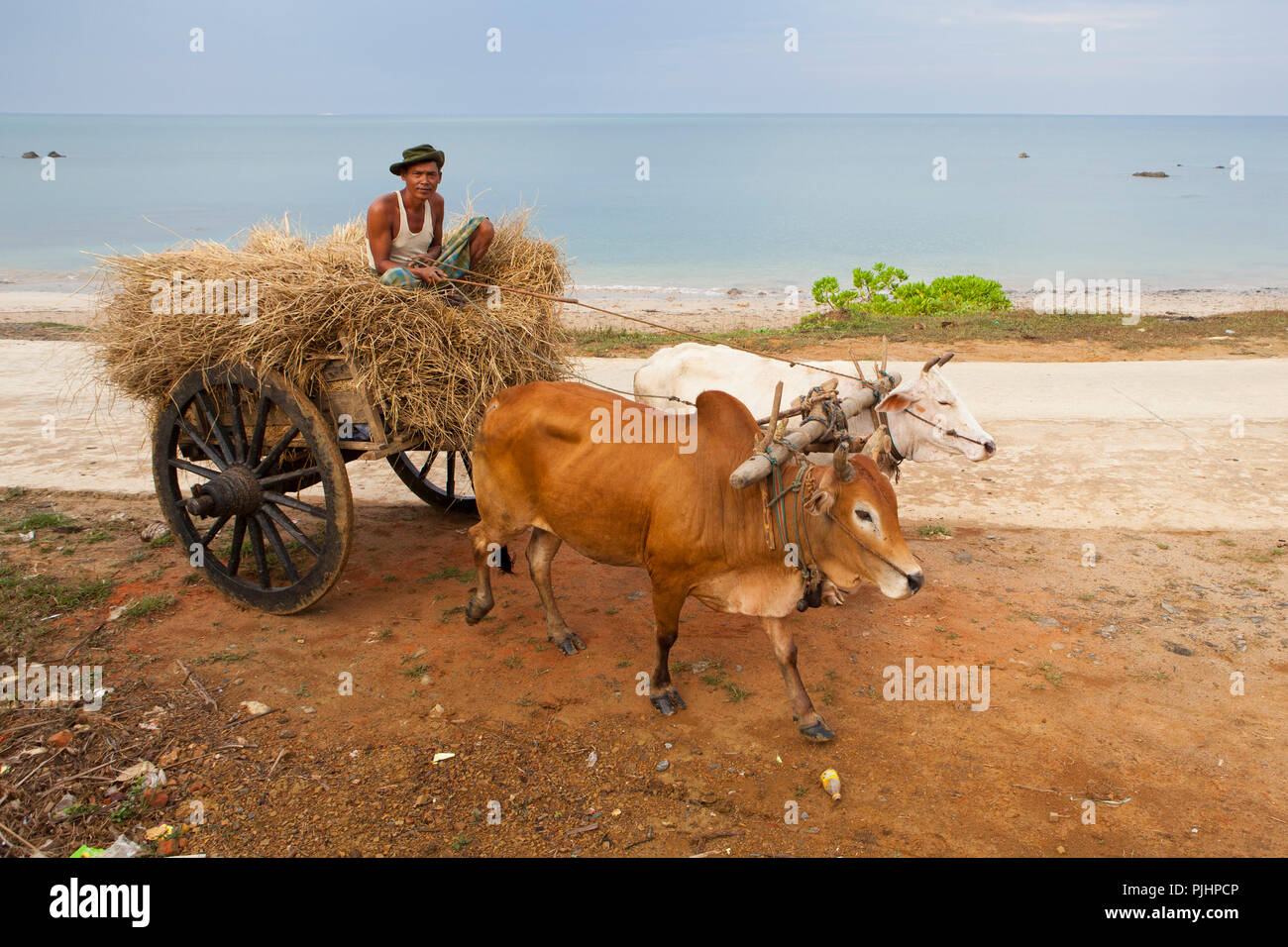 Oxen Pulled Cart High Resolution Stock Photography and Images - Alamy