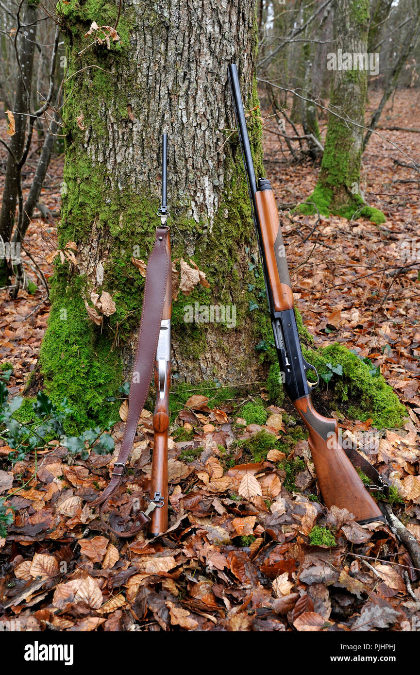 France, hunting and security, rifles leaning against a tree by hunters ...