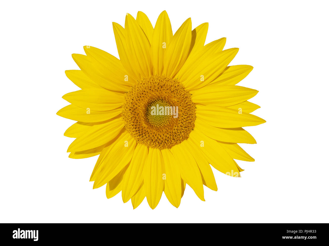 Single yellow flower. Sunflower isolated on white background Stock ...