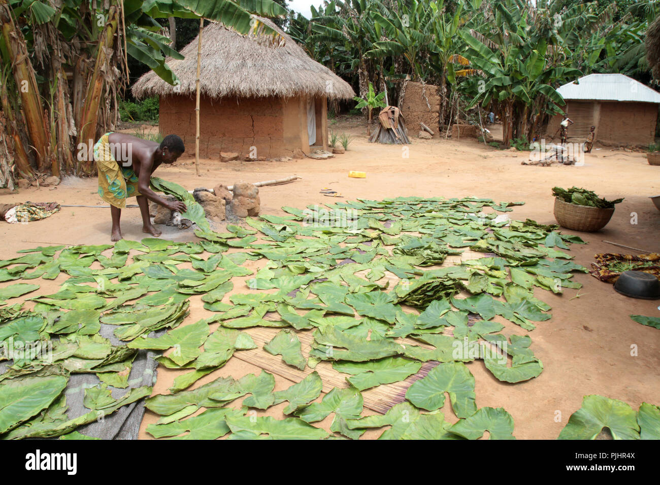 Drying of oil palm leaves hi-res stock photography and images - Alamy