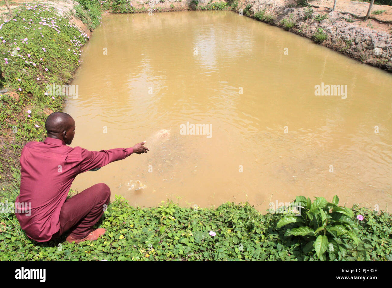 Fish farming. Basin. Tori. Benin Stock Photo - Alamy