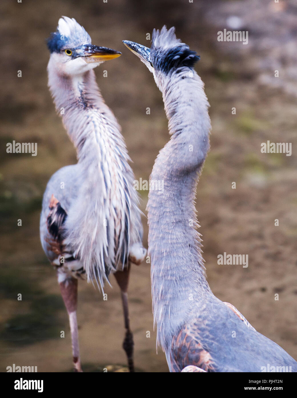 Heron like bird hi-res stock photography and images - Alamy