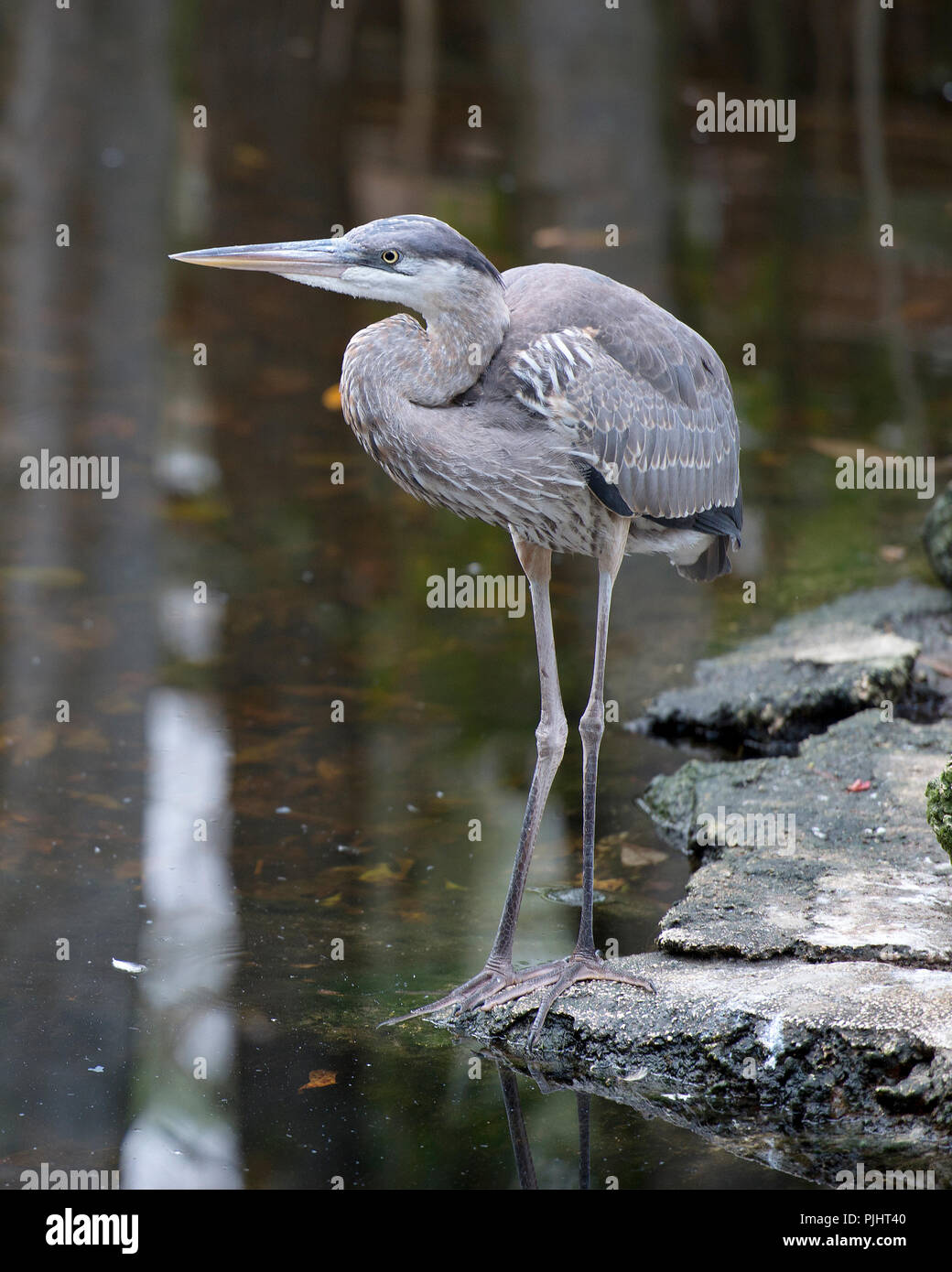 Blue Heron bird standing on a rock by the water with a nice foliage ...