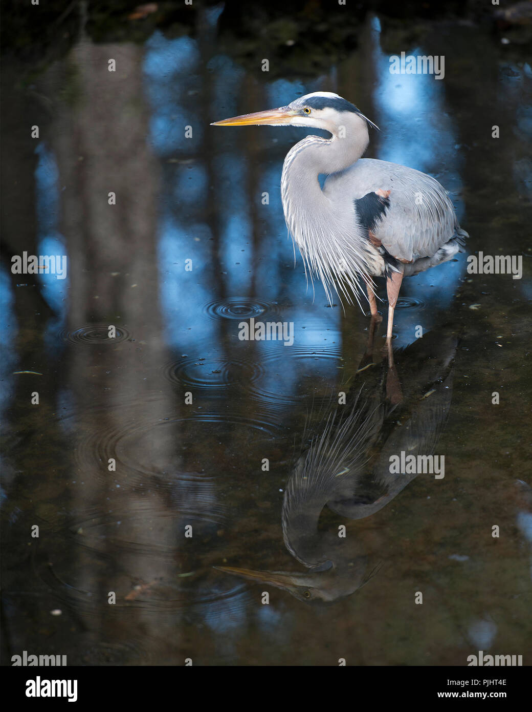 Blue Heron bird standing on a rock by the water with a nice foliage ...