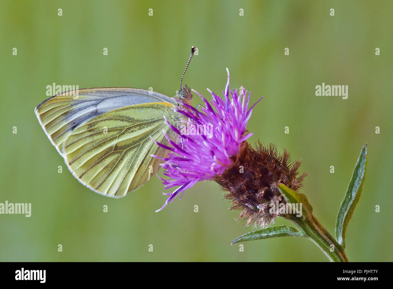 Flying red legged partridge hi-res stock photography and images - Alamy