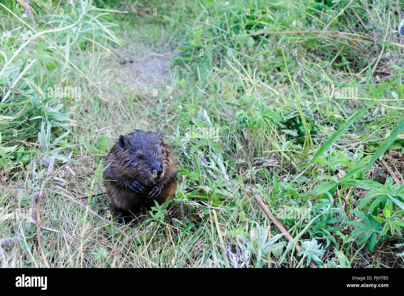 Beaver tail close up hi-res stock photography and images - Alamy