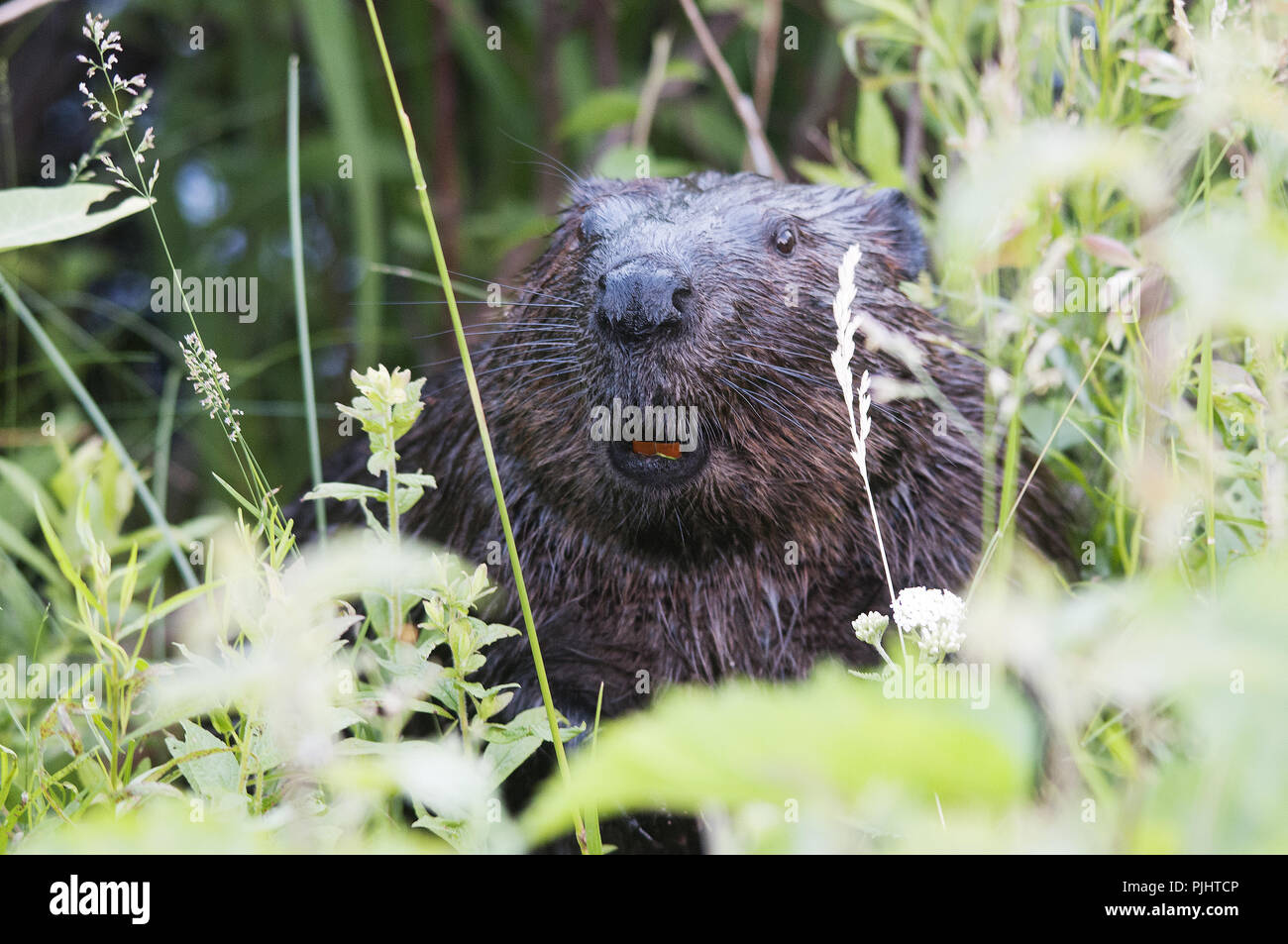 Beaver computer screen saver hi-res stock photography and images - Alamy