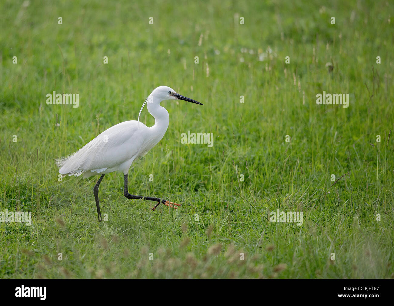 Black tailed gannet hi-res stock photography and images - Alamy
