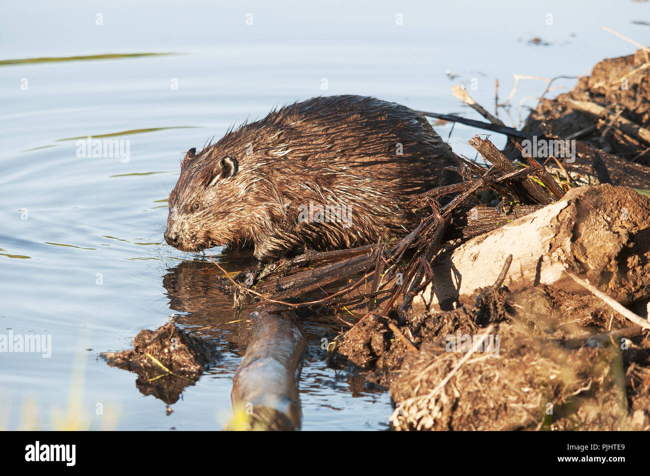 .Beaver animal building a dam in a river in the middle of forest while ...