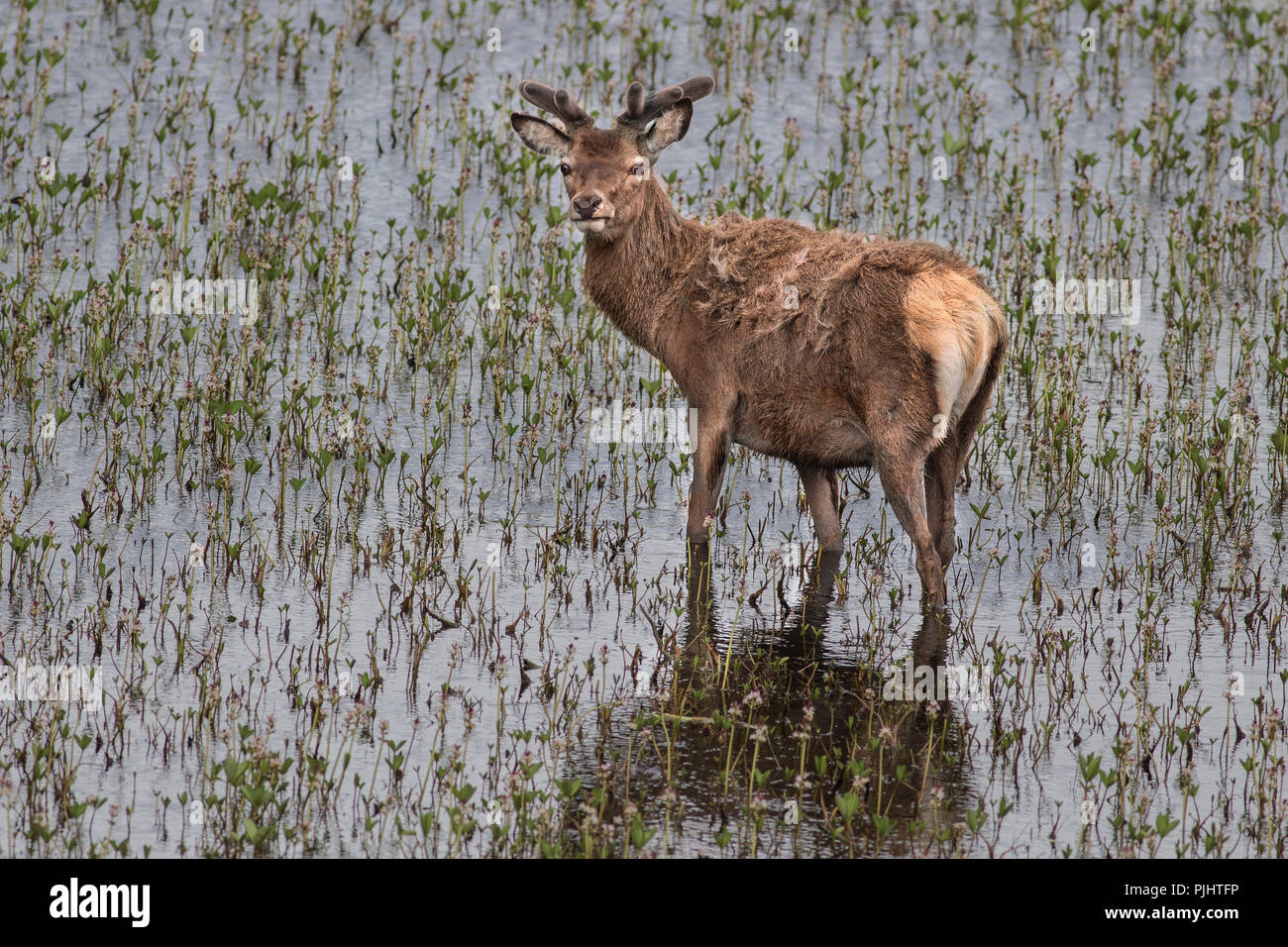 Deer and bog weed hi-res stock photography and images - Alamy