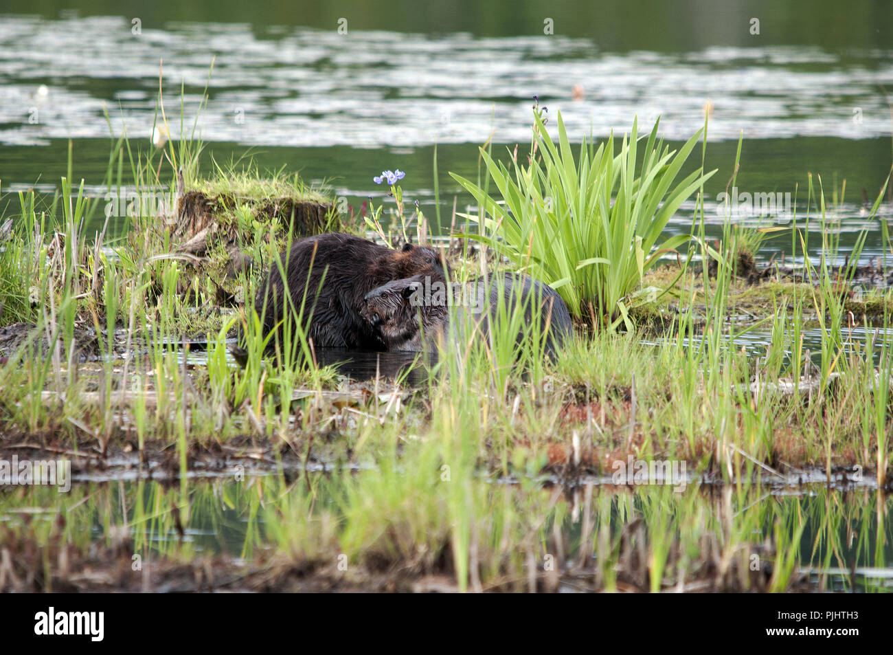 Beaver computer screen saver hi-res stock photography and images - Alamy