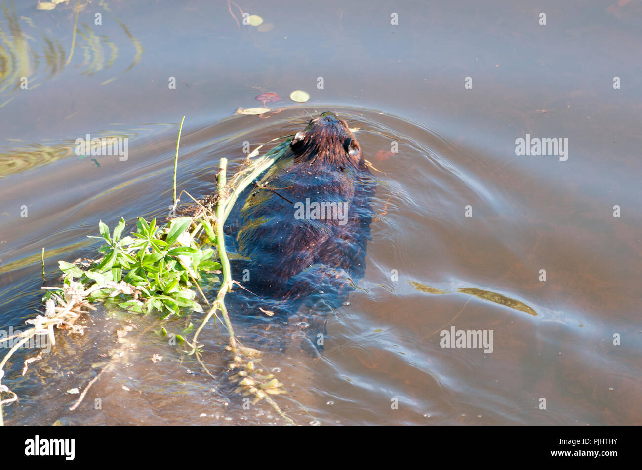 Beaver animal close-up profile eating lily flowers in the water ...