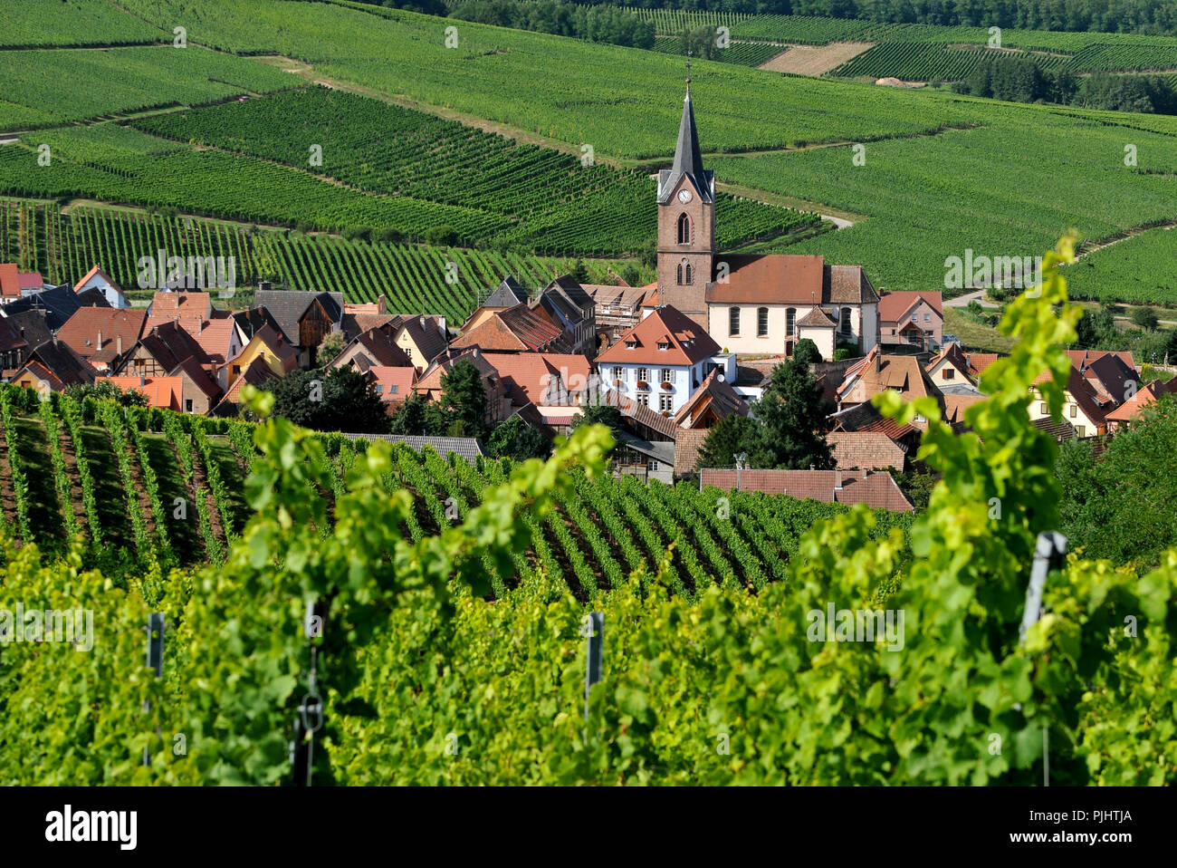 village of Rodern in his vineyard in summer Stock Photo - Alamy