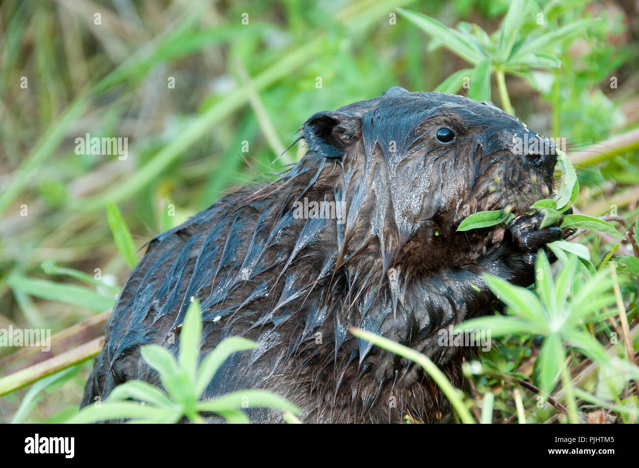 Baby beaver profile view hi-res stock photography and images - Alamy