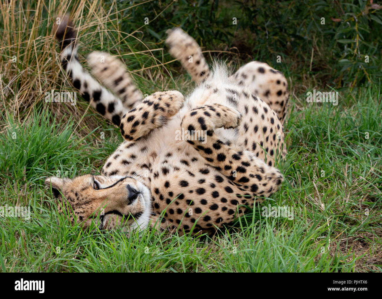 UK, Hamerton Zoo - 17 Aug 2018: Cheetah in captivity. taking playful ...