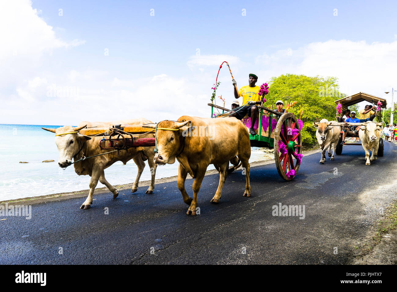 Bulls pulling a cart, Saint-Louis, Marie-Galante, Guadeloupe, France ...